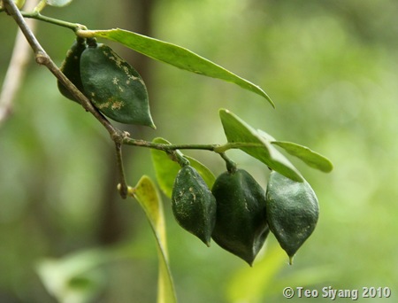 Urban Forest: Virgin trip to Mandai Mangroves